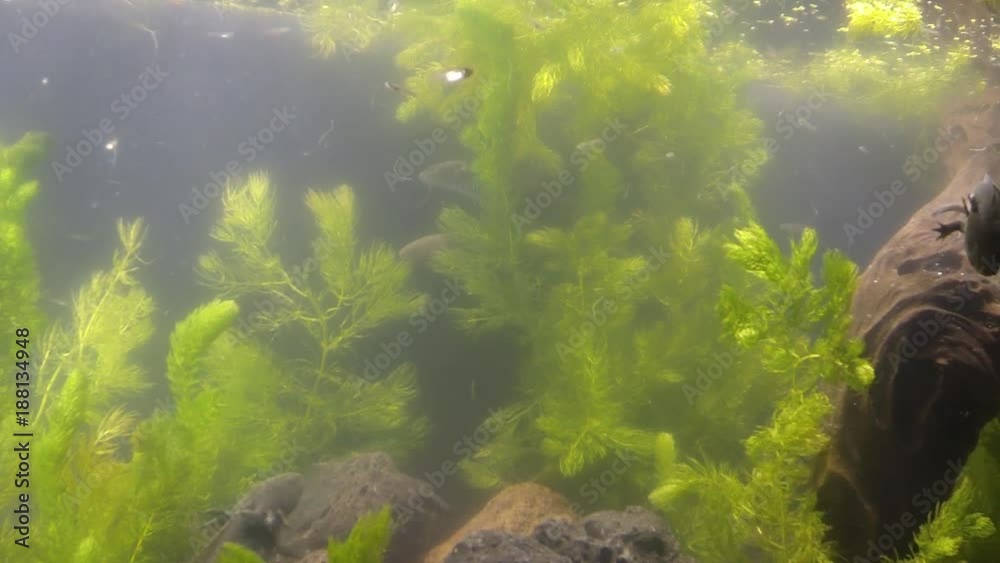 Mexican axolotl, the most mysterious and promising neotenic salamander ...