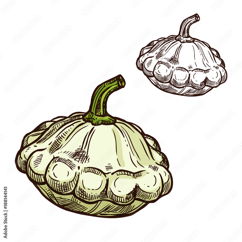 Squash Sketch
