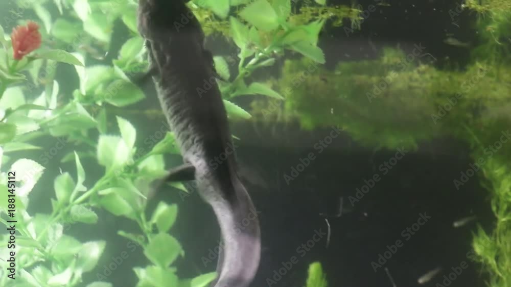 Mexican axolotl, the most mysterious and promising neotenic salamander ...