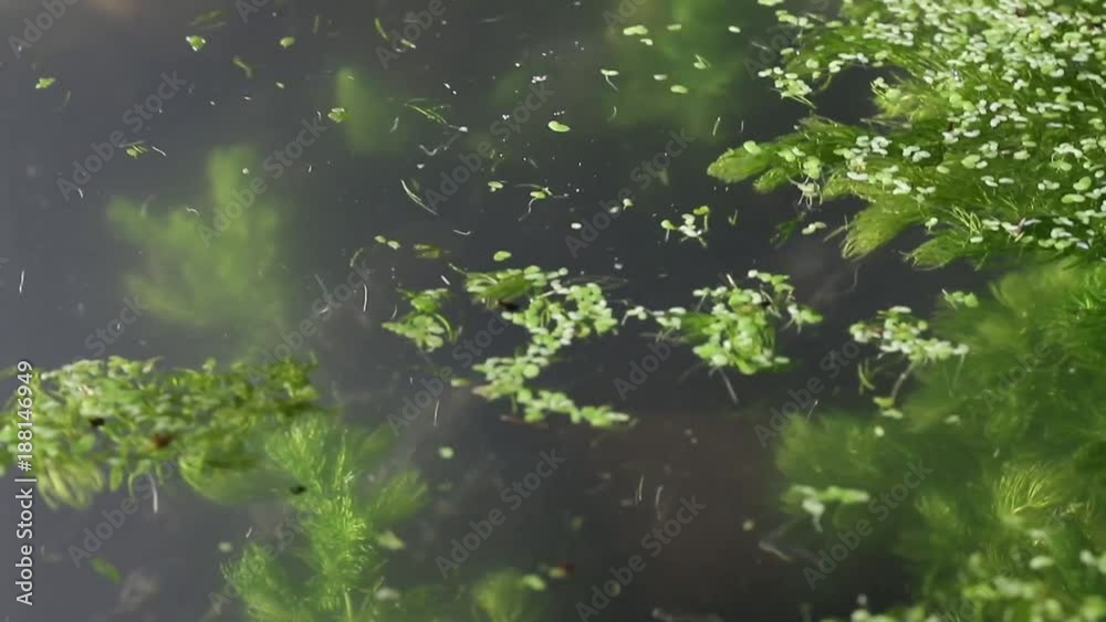 Mexican axolotl, the most mysterious and promising neotenic salamander ...
