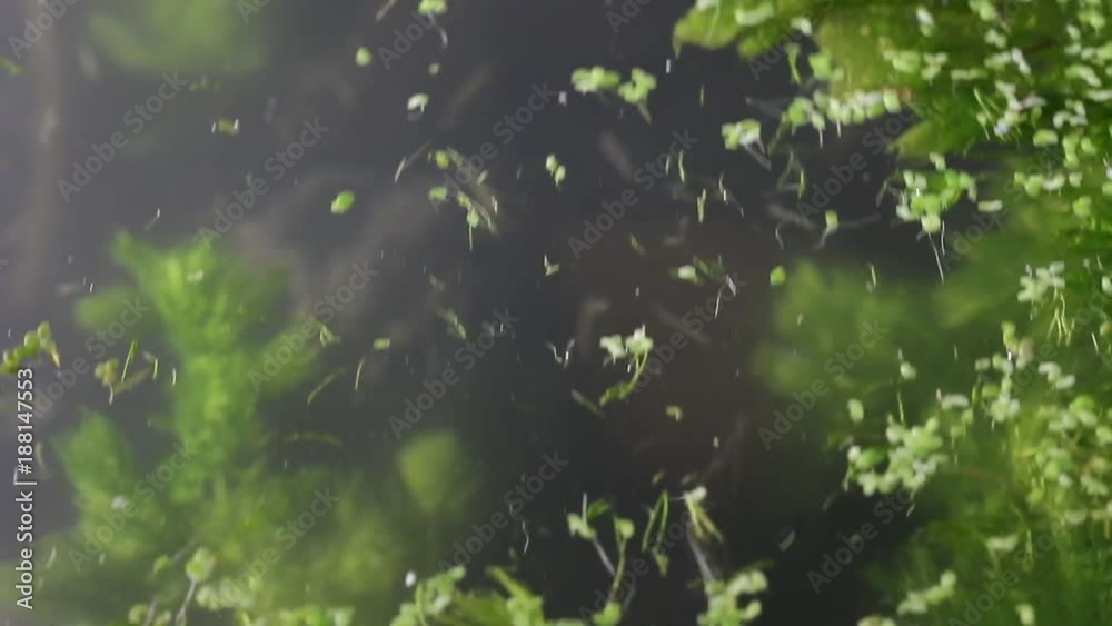 Mexican axolotl, the most mysterious and promising neotenic salamander ...