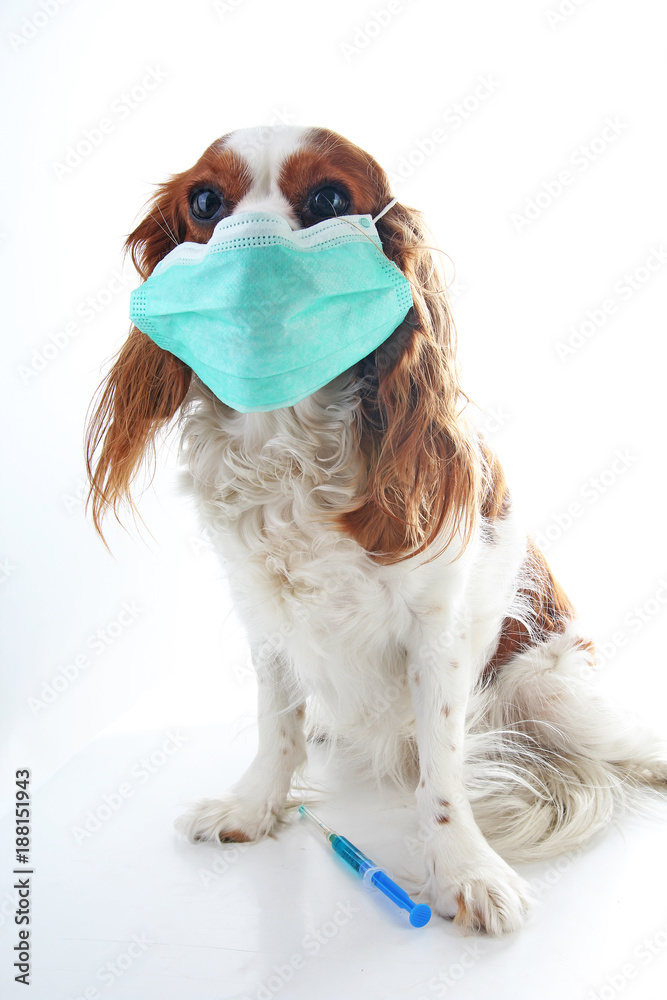 Cute Sick Animal