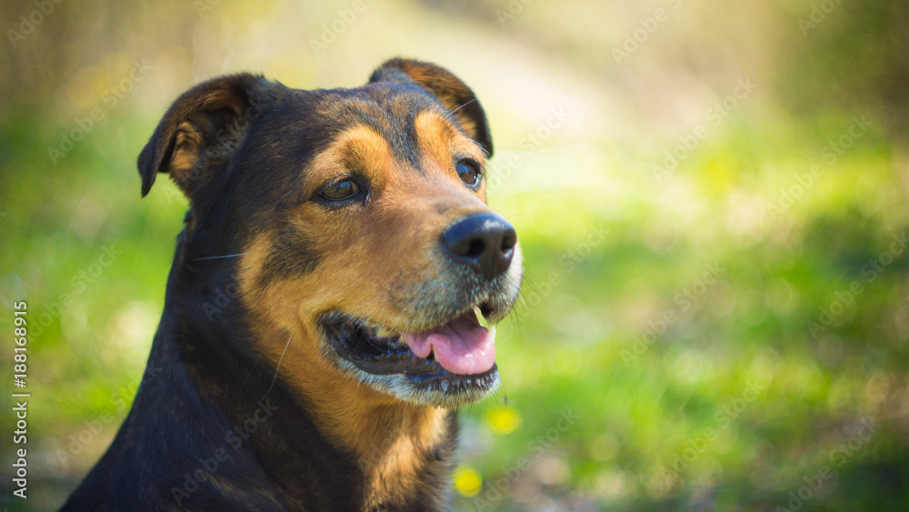 All Brown Rottweiler