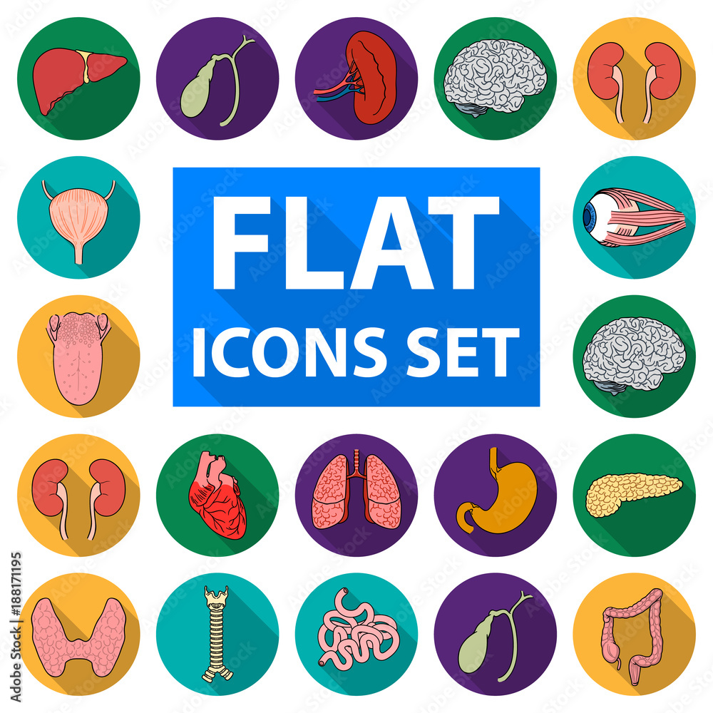 Human organs flat icons in set collection for design. Anatomy and ...