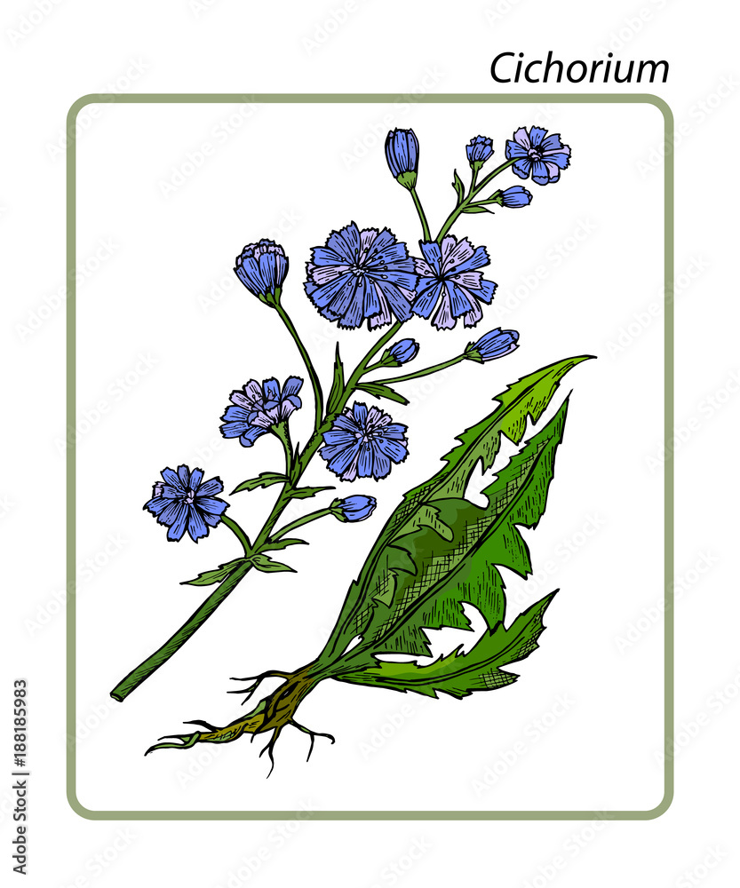 Chicory (Cichorium Intybus). Hand drawn botanical vector illustration ...