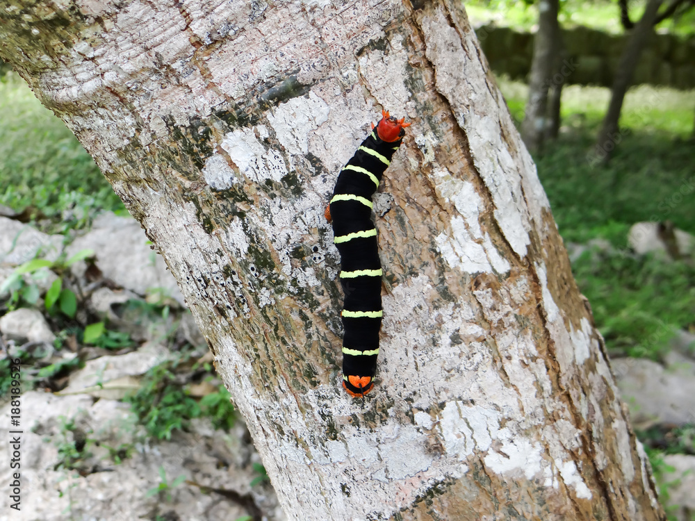 Pseudosphinx tetrio, also called Rasta caterpillar, plumeria ...