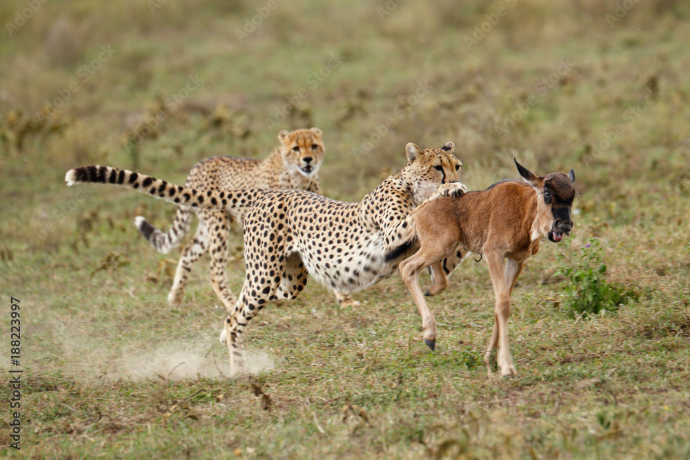Cheetah Chase Stock Photo | Adobe Stock