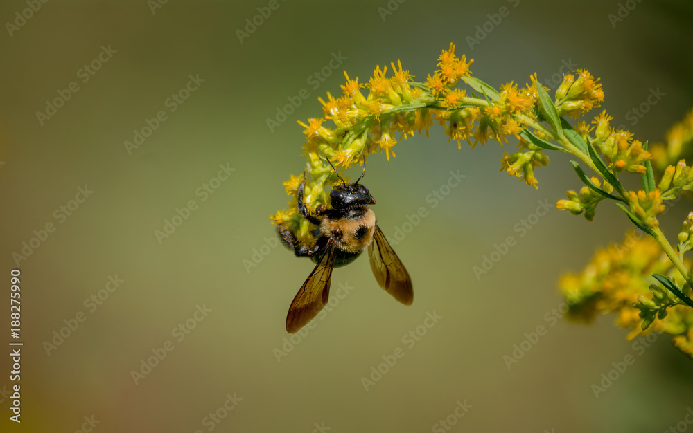 Carpenter Bee Stock Photo | Adobe Stock