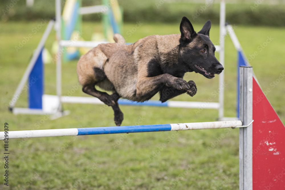 Foto de berger belge malinois en agility do Stock | Adobe Stock