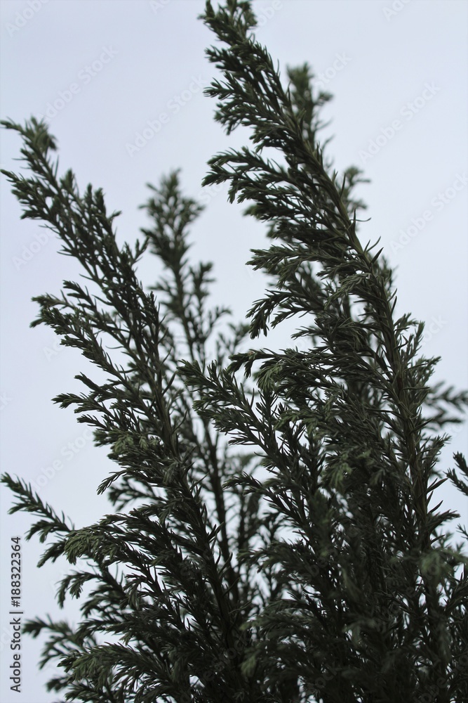 European Cypress