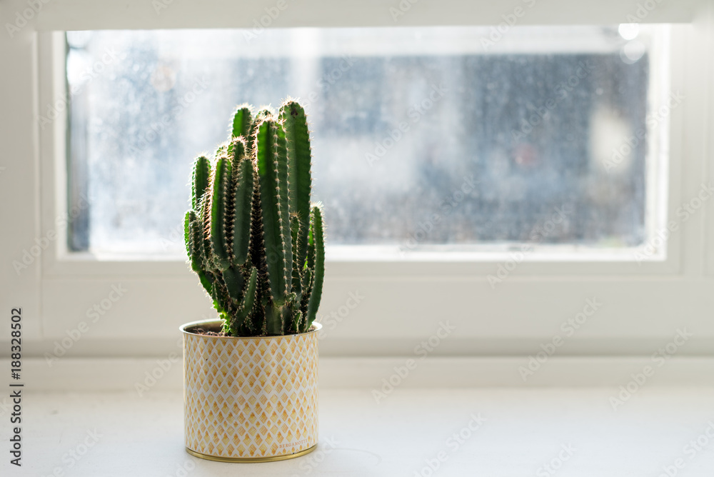 Potted cactus plants next to big window Decoration Stock Photo | Adobe ...