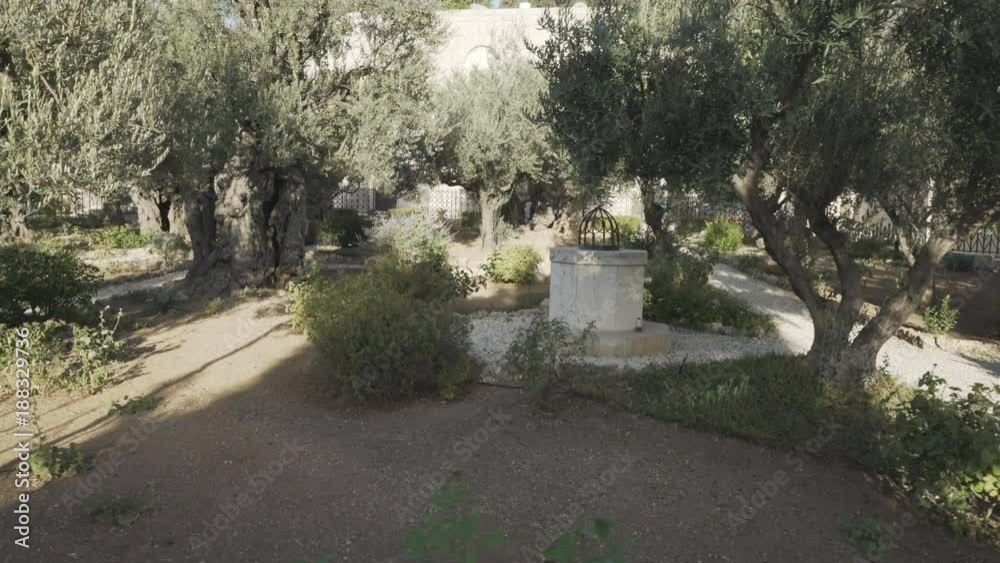 3 axis gimbal shot walking past ancient olive trees in the garden of ...