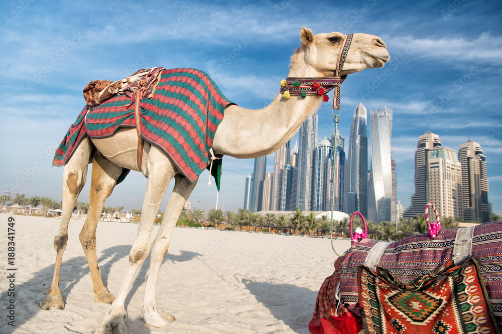 DUBAI Camels on skyscrapers background at the beach . UAE Dubai Marina ...