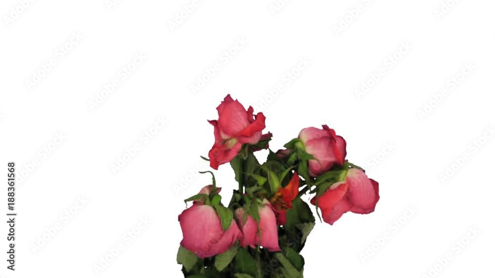 Time-lapse of dying rose bouquet 9a1 in PNG+ format with ALPHA ...