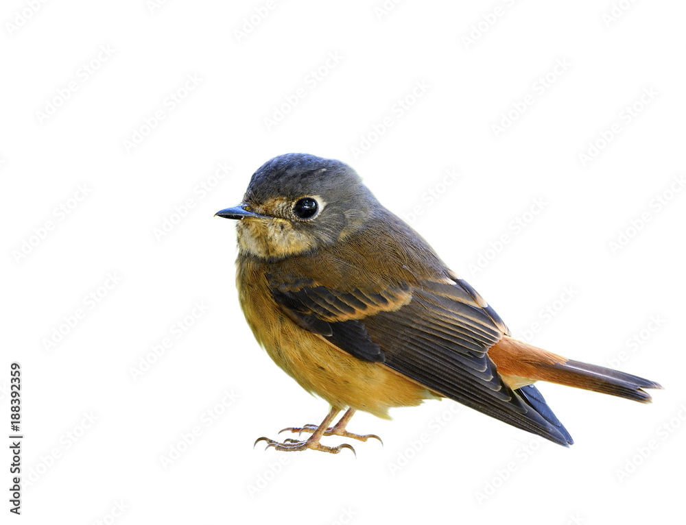 Ferruginous flycatcher (Muscicapa ferruginea) lovely chubby brown bird ...
