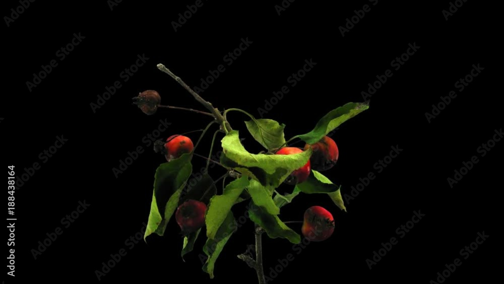 Vidéo Stock Time-lapse of drying Apple Paradise (Malus Pumila P. Mill ...