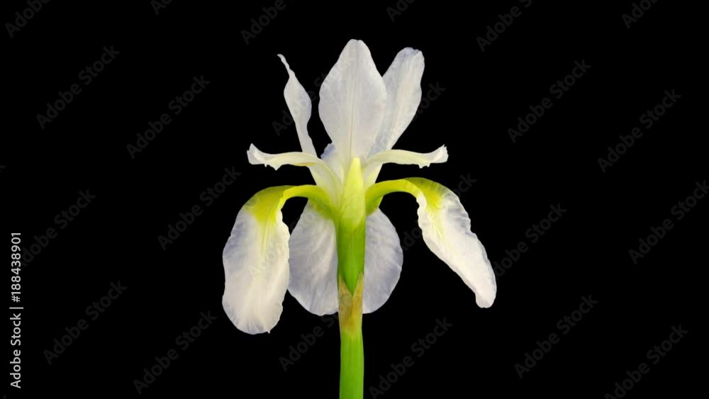 Time-lapse of dying and opening white Iris Sanguinea White Queen flower ...
