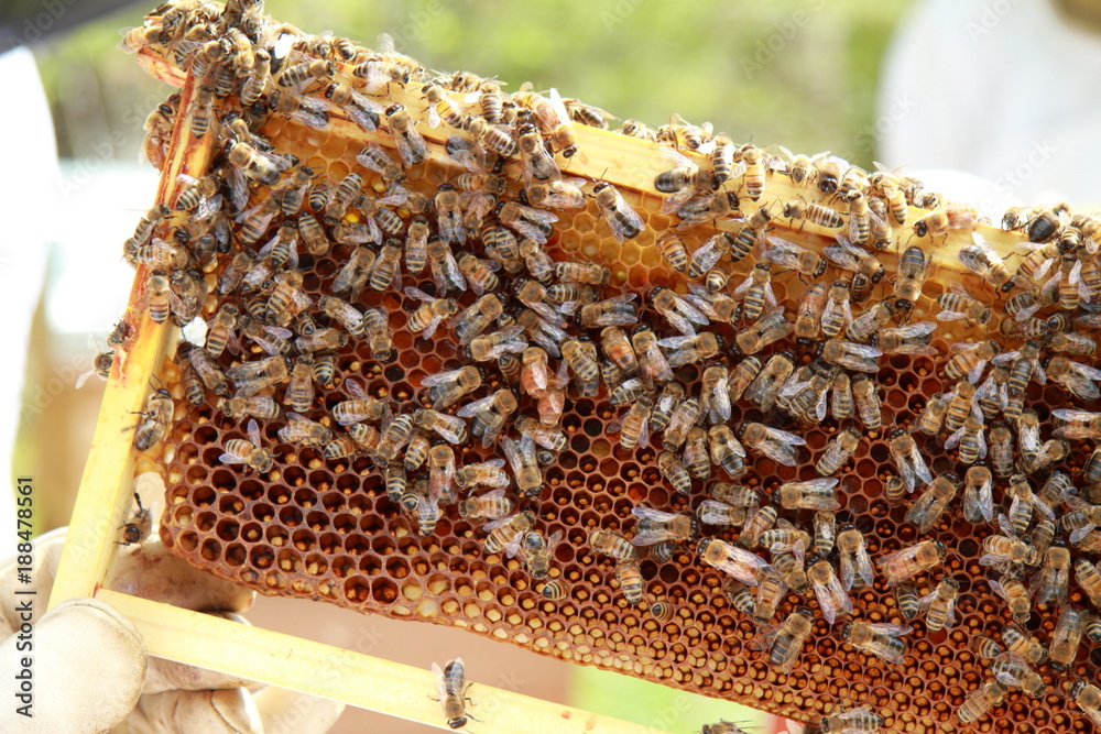 Photo & Art Print Busy honey bees in a section of a hive, Shutterbug Fotos