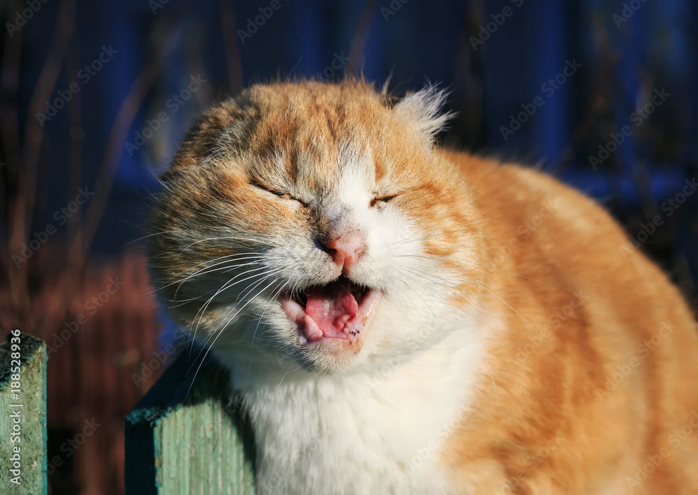 Cat Meme Mouth Wide Open - Infoupdate.org