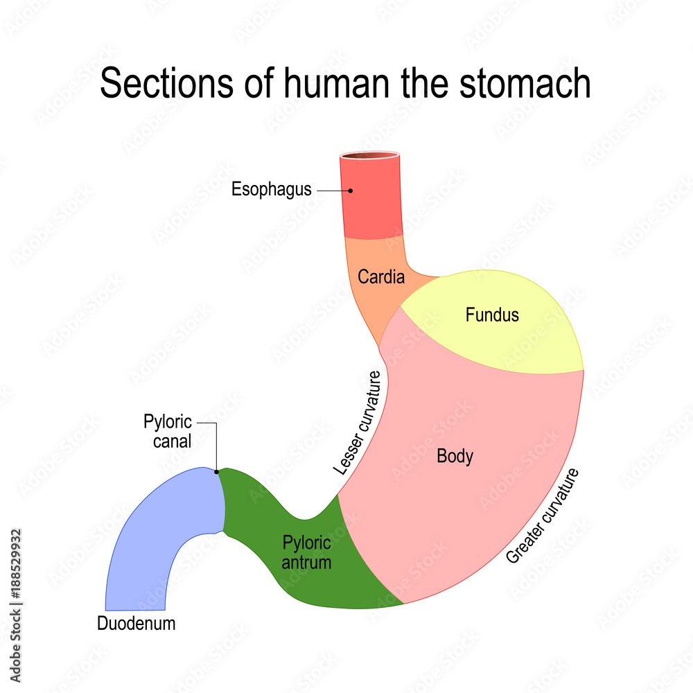 Detailed diagram of the structure from inside of the stomach Stock ...