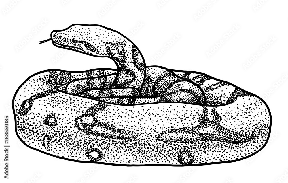 Boa illustration, drawing, engraving, ink, line art, vector Stock ...