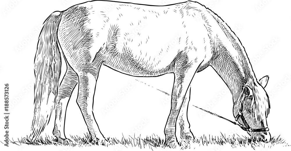 Horse Grazing Drawing