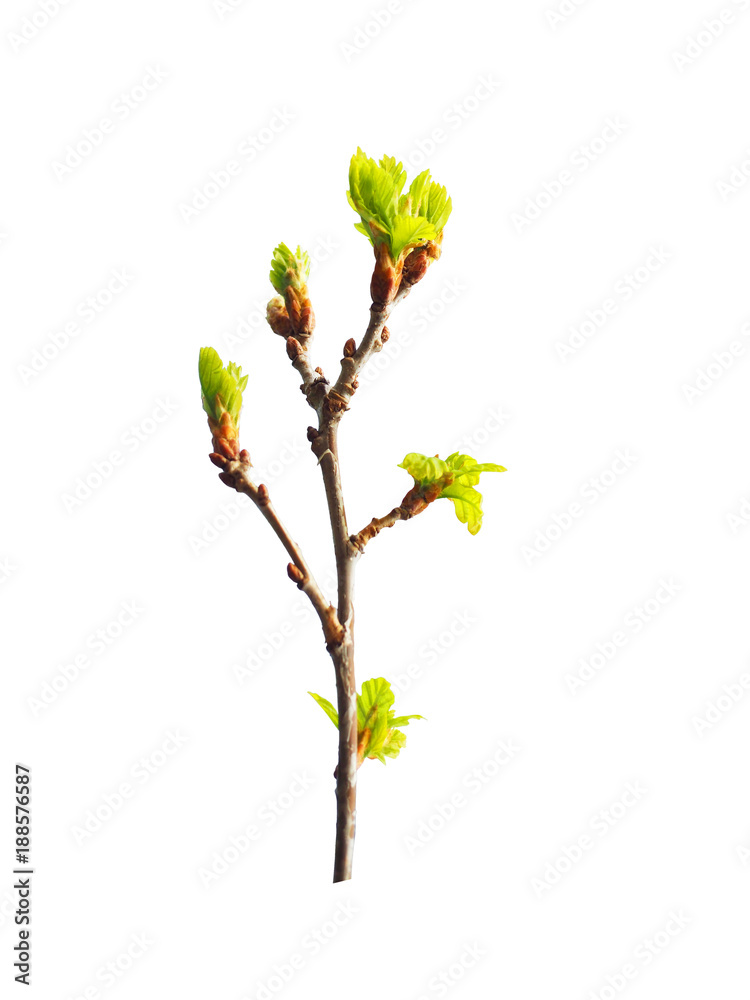 Early spring. Awakening of a new life. Branch of small young oak ...