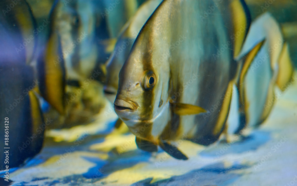 Teira Batfish
