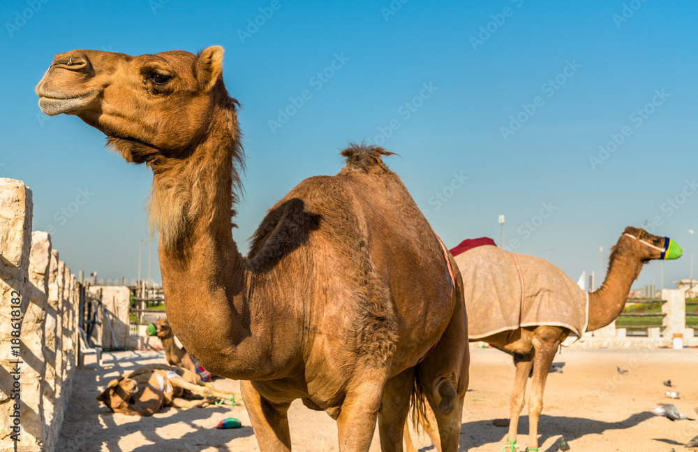 Camel market at Souq Waqif in Doha, Qatar Stock Photo | Adobe Stock
