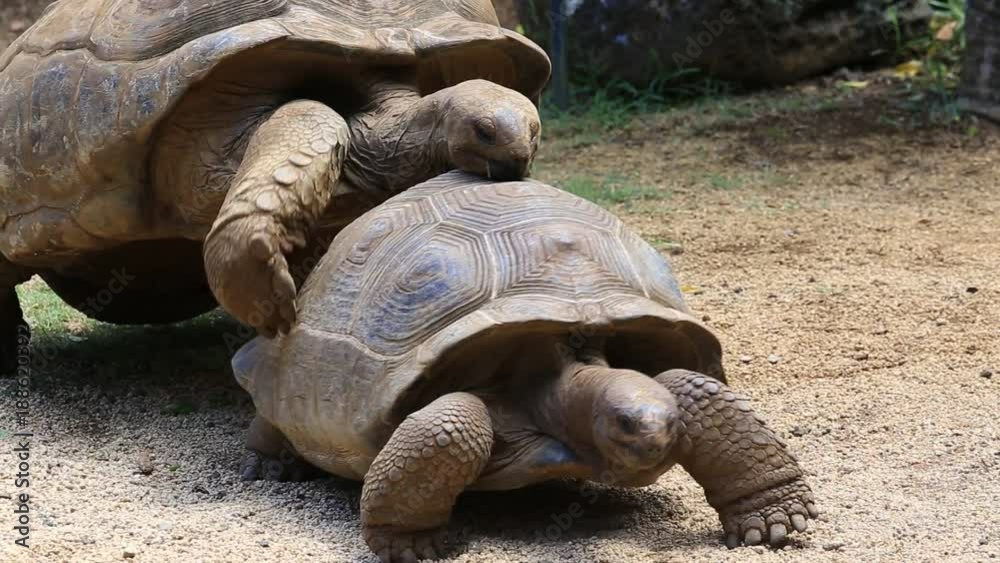 Two giant turtles, dipsochelys gigantea making love in Nature Park ...