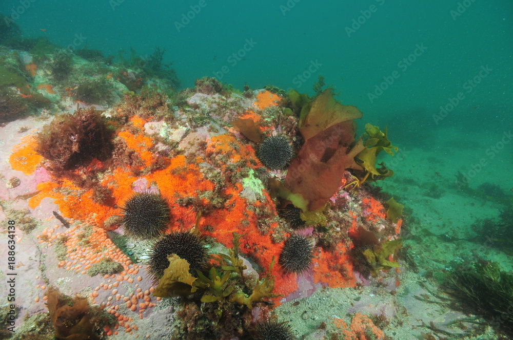 Rock on sandy sea bottom covered with colorful encrusting sponges and ...