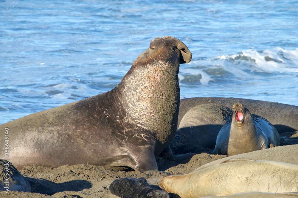 Island Of The Blue Dolphins Sea Elephants