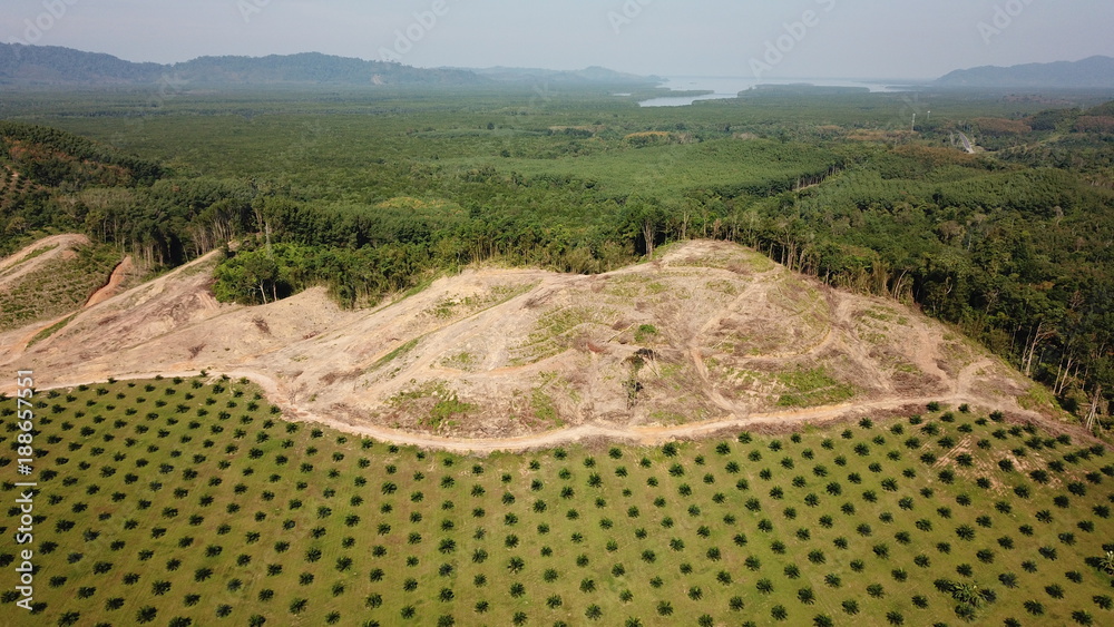 Deforestation. Oil palm plantation at rainforest edge in Southeast Asia ...
