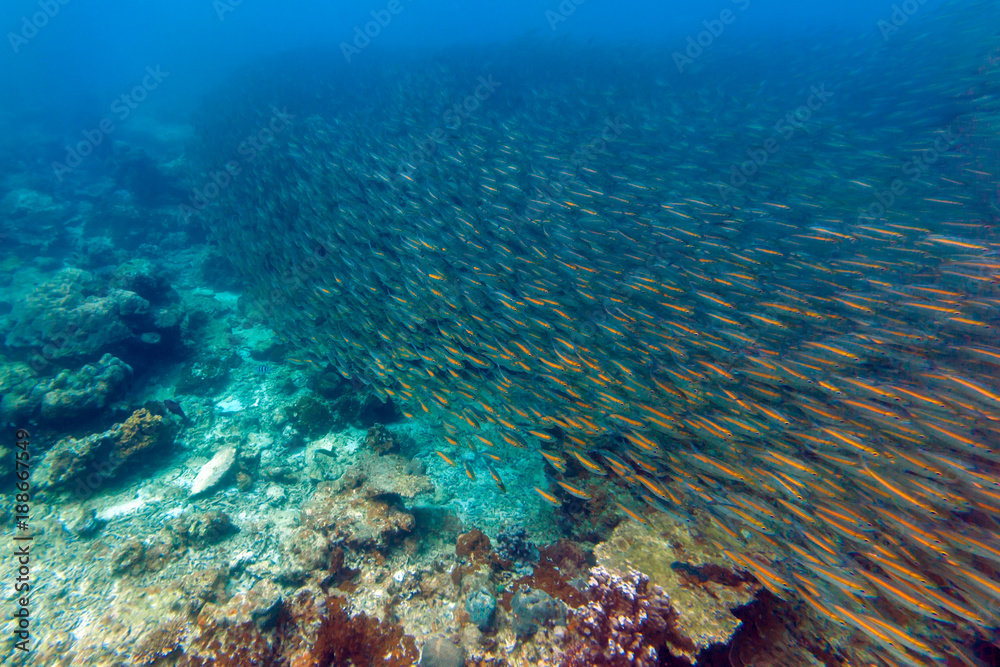 Big school of bright yellow fishes swimming through deep blue sea near ...