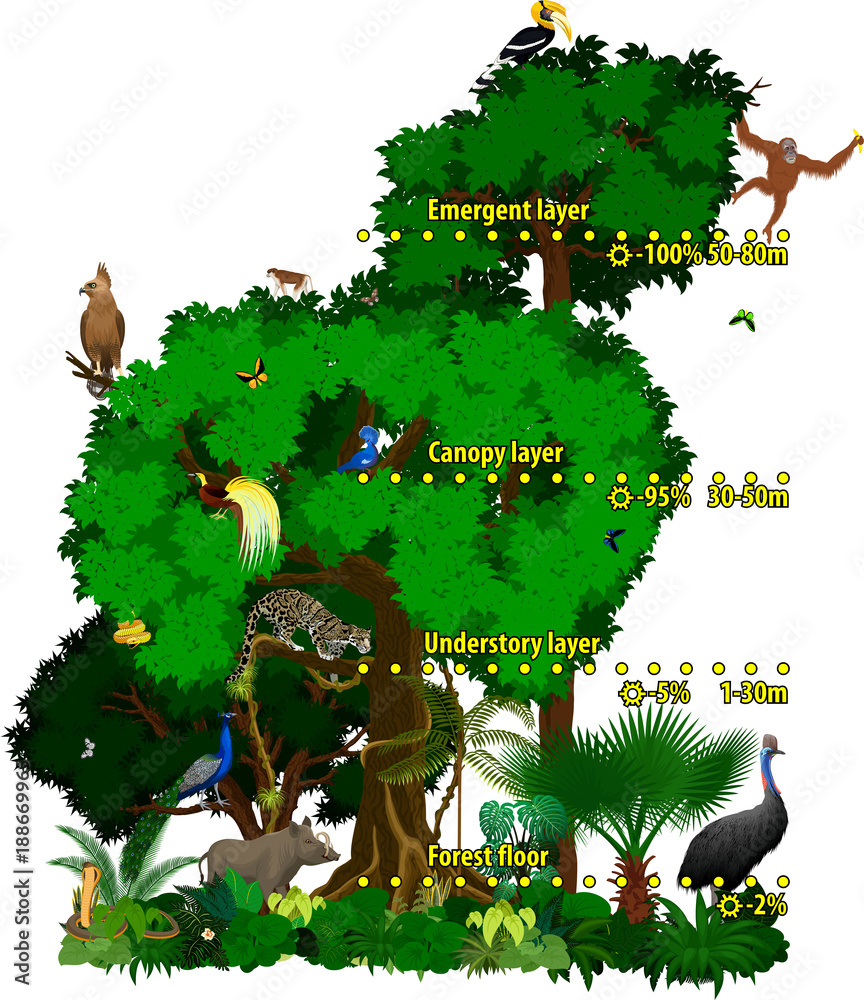 Understory Animals