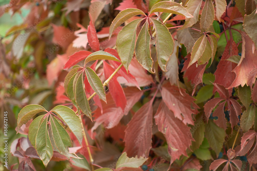 Five finger leaves of Parthenocissus quinquefolia in autumn Stock Photo ...