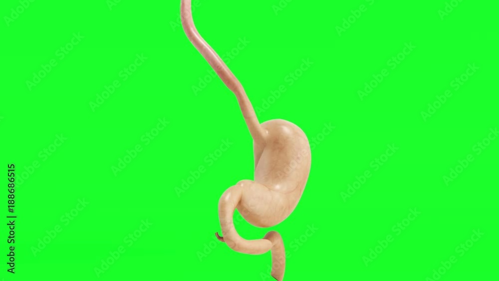 Human anatomy digestive system cutaway including mouth The other organs ...