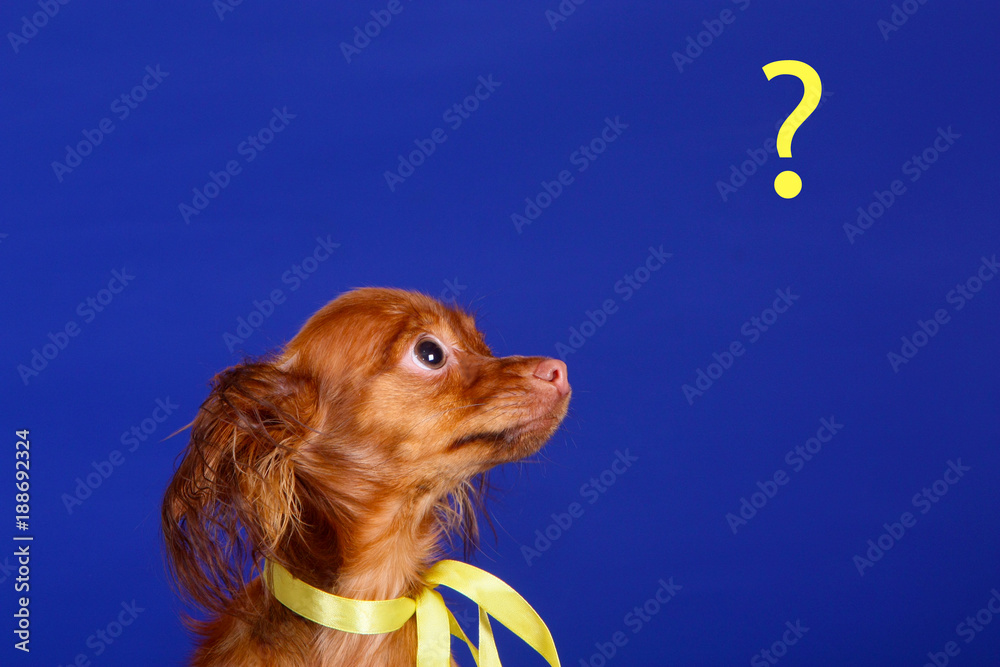 Fotografia do Stock: A dog with an yellow bow looks at the question ...