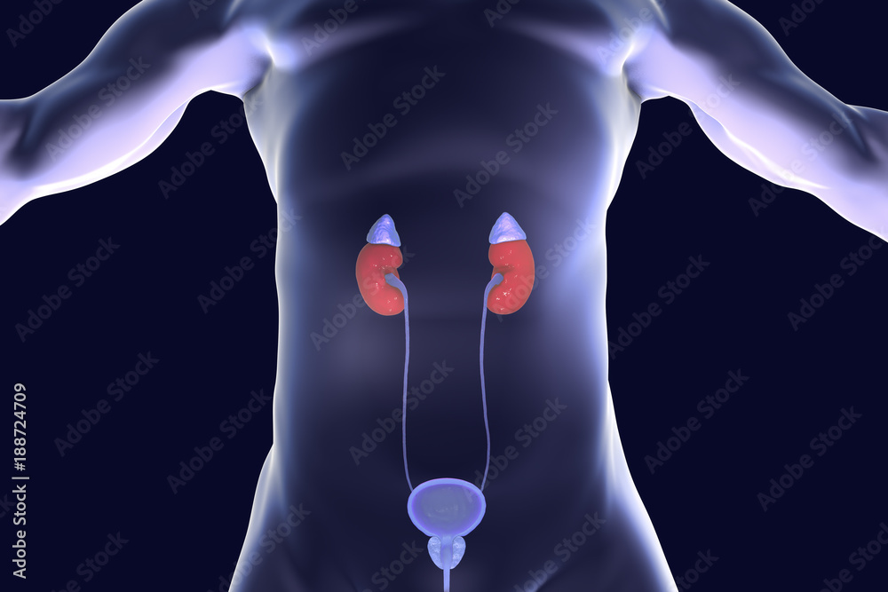 Human kidneys with adrenal glands inside the body, 3D illustration ...