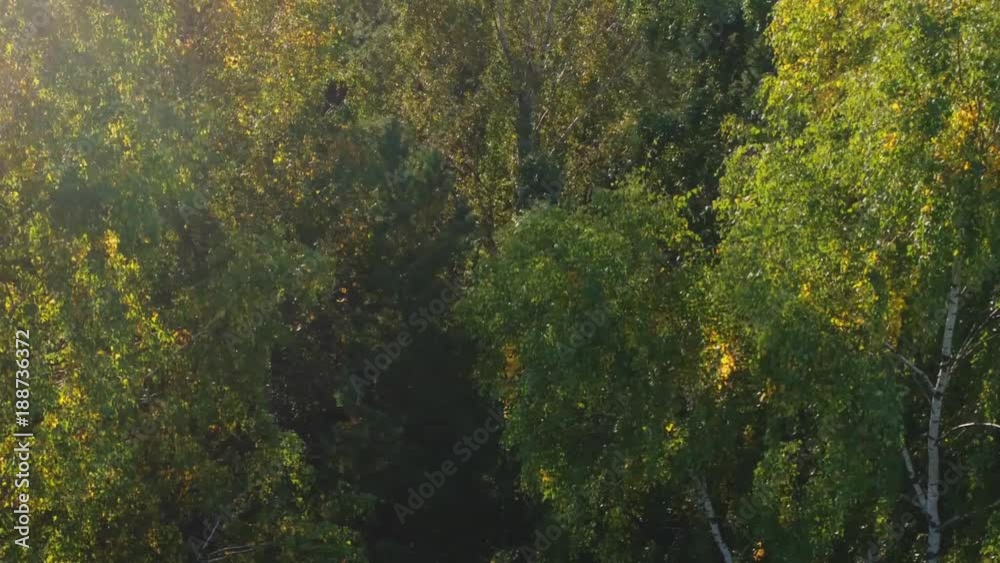 Forest trees. Flying trough forest. Tree woods. Trees silhouette. Sun ...