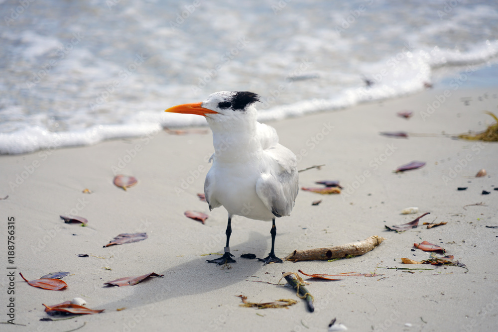 A tern seagull bird with orange beak and tufted black hair on its head ...