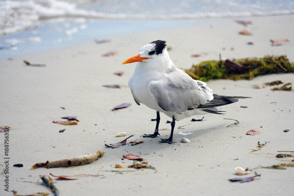 A tern seagull bird with orange beak and tufted black hair on its head ...