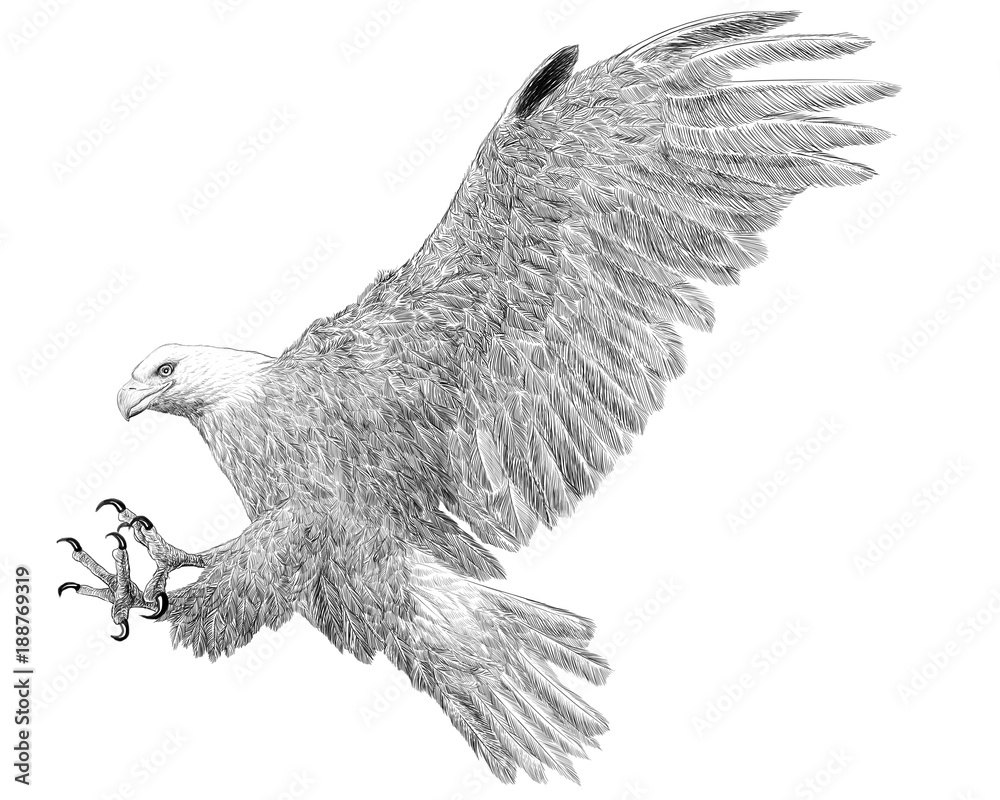 Bald eagle landing attack hand draw sketch black line on white ...