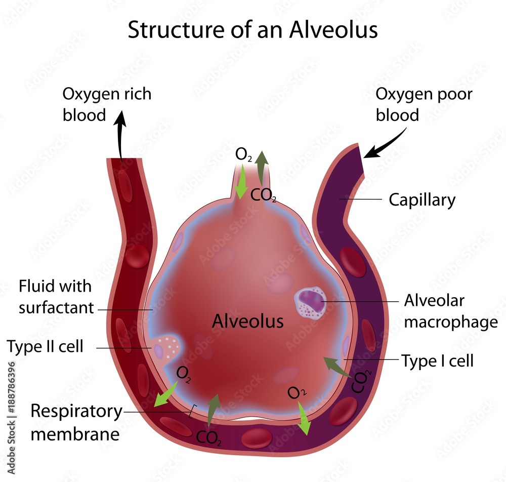 Structure of an alveolus Stock Illustration | Adobe Stock