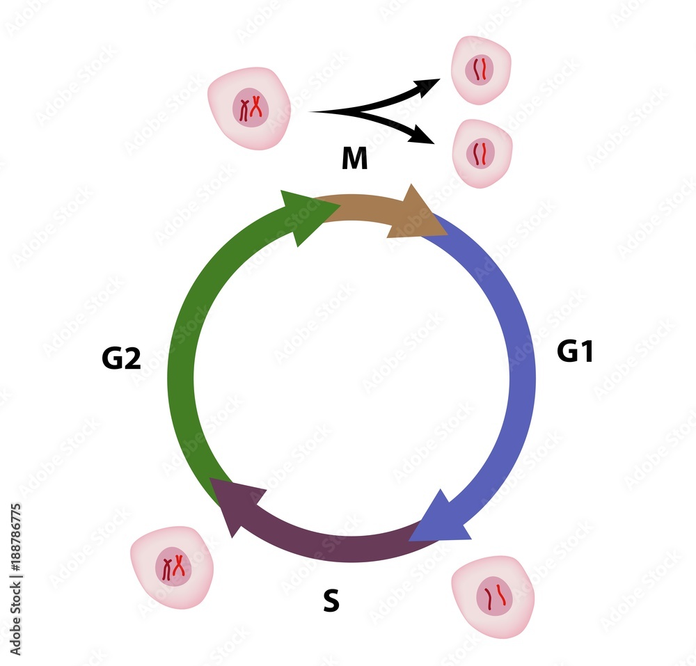 Cell cycle Stock Illustration | Adobe Stock