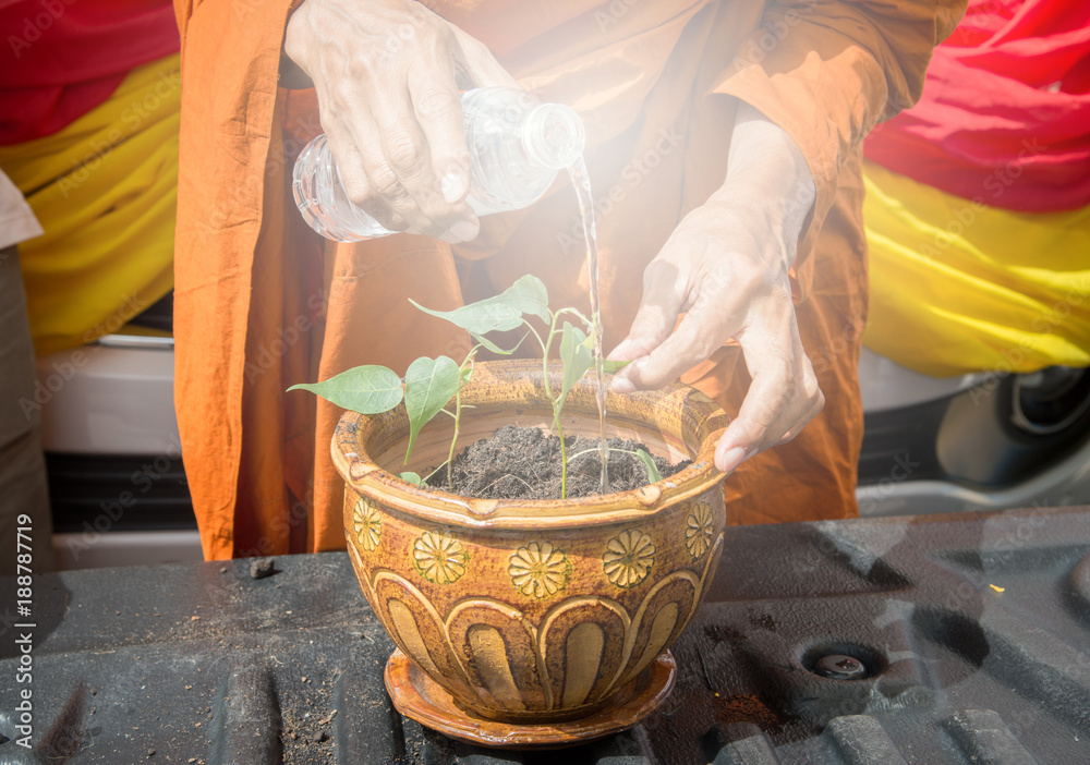 Cropped shot view of Buddhist monk water the plant with water to little ...