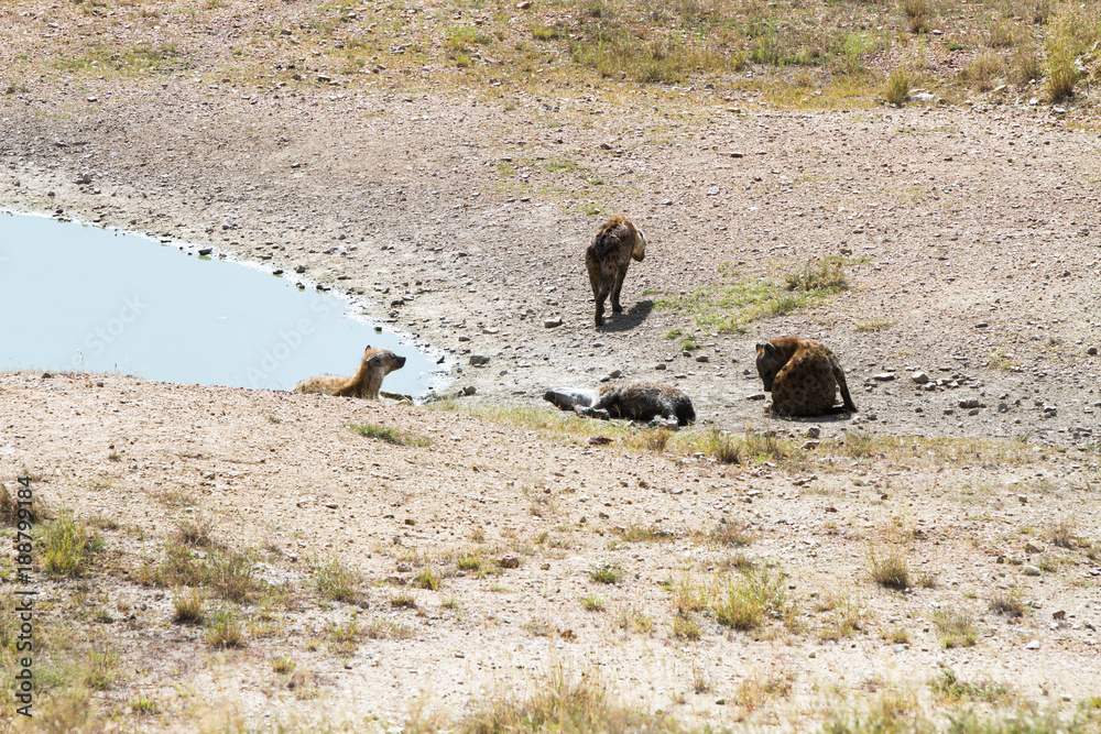The spotted hyena (Crocuta crocuta), also known as the laughing hyena ...