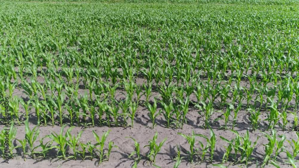 Aerial bird view footage of maize field with still young and small corn ...