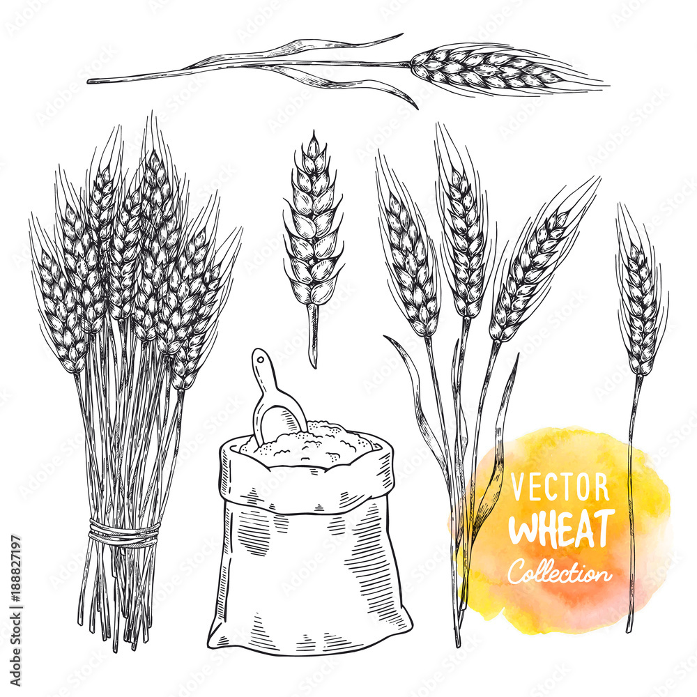 Grain Products Drawing