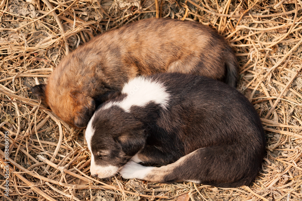 Cute sleeping puppies of Indian domestic dog (Indian pariah dog) in the ...